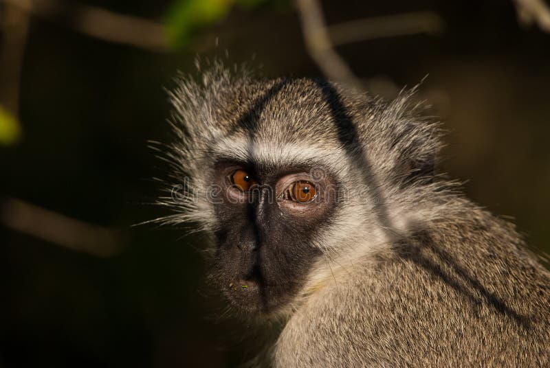Guilty look stock image. Image of isolated, casual, expression - 15815849