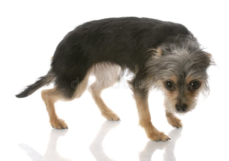 Guilty looking dog stock photo. Image of cute, slink - 13088960