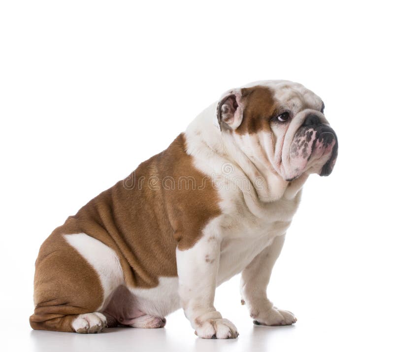 Guilty Looking English Bulldog Stock Image - Image of adorable, emotion ...