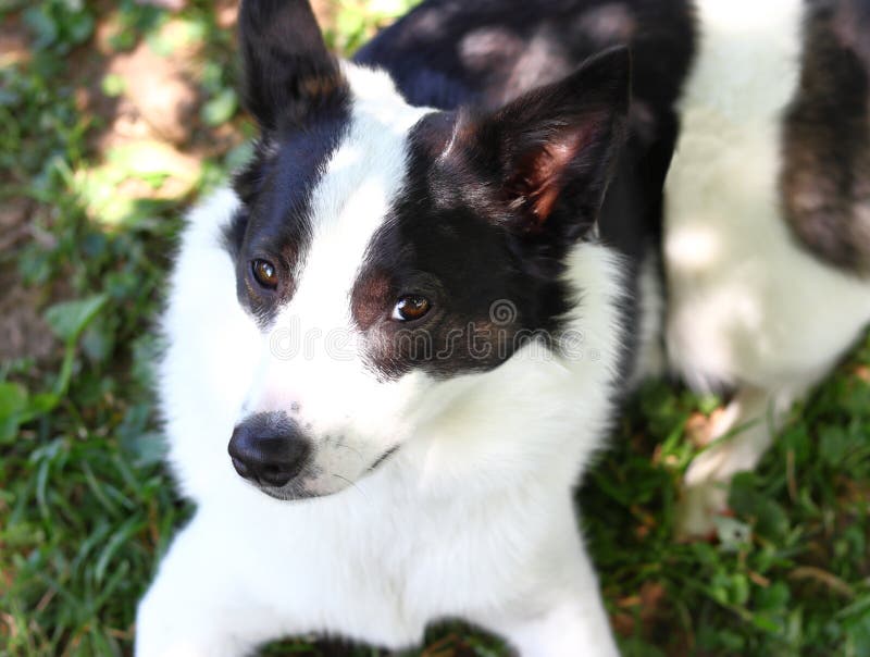 Guilty Looking Dog stock photo. Image of breed, alone - 154444414