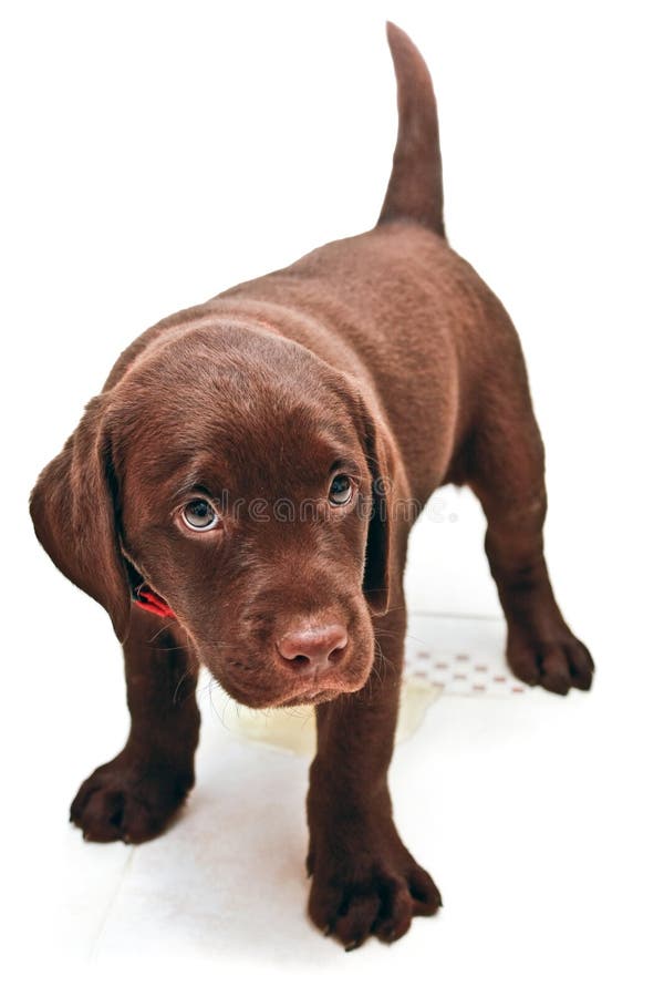 Guilty puppy dog stock image. Image of animal, puppy - 22801917