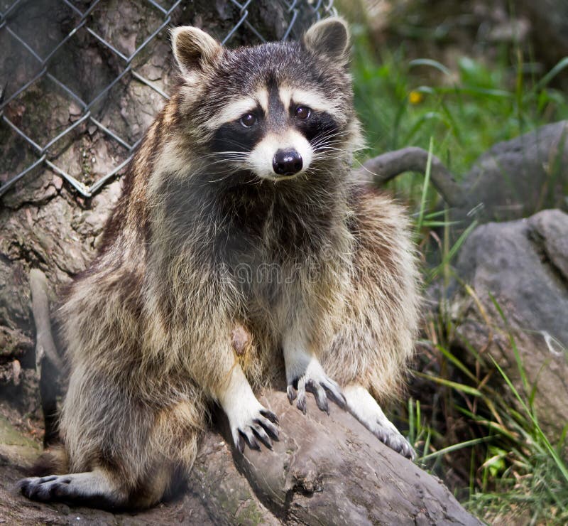 Raccoon stock image. Image of facial, furry, wildlife - 10708333