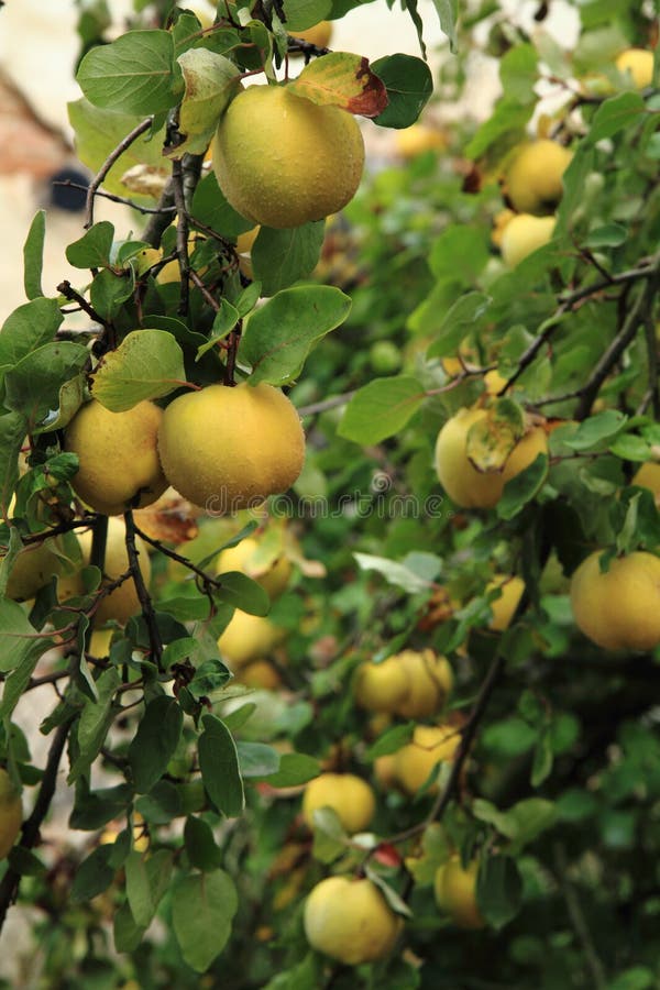 Guince Fruit from the Garden Stock Photo - Image of tree, quinces: 67552454