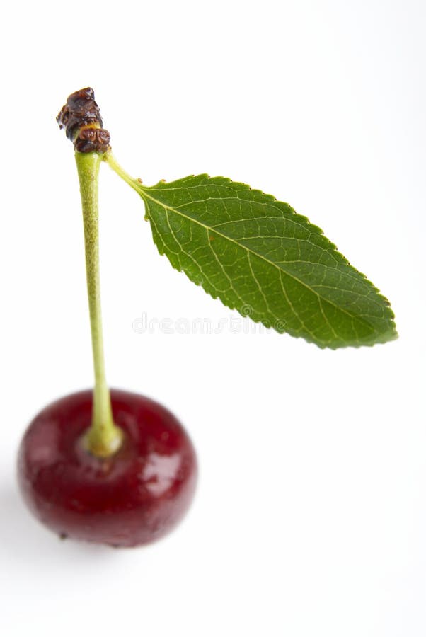 Guinda imagen de archivo. Imagen de verano, dieta, frescura - 2730963