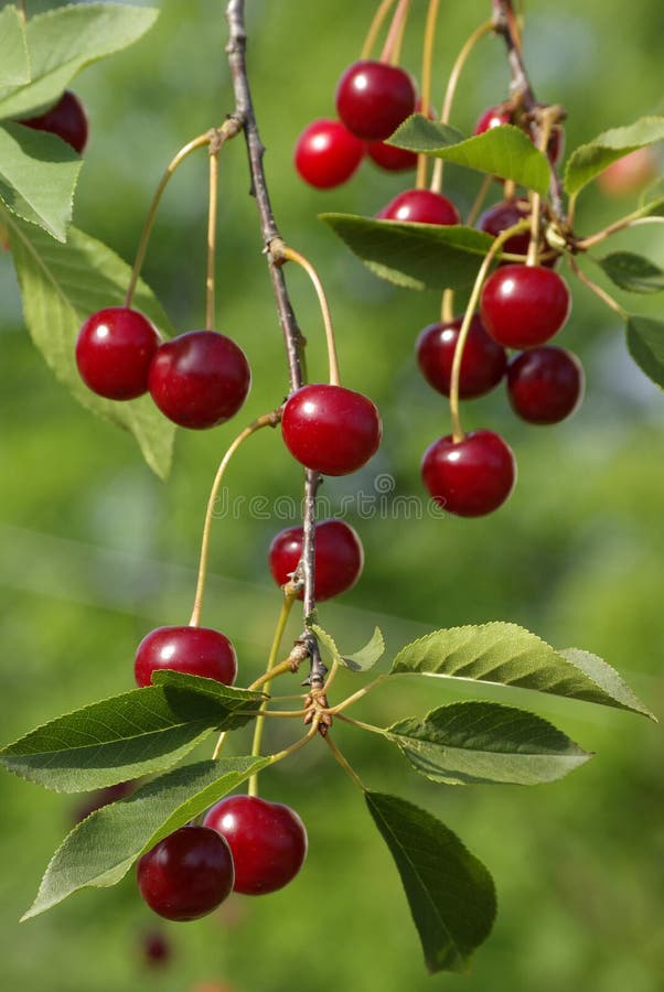 Guinda imagen de archivo. Imagen de resorte, frescura - 2706841