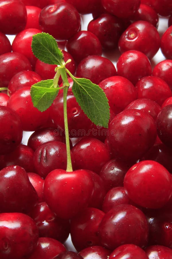 Guindas imagen de archivo. Imagen de amargo, espacio - 25393663
