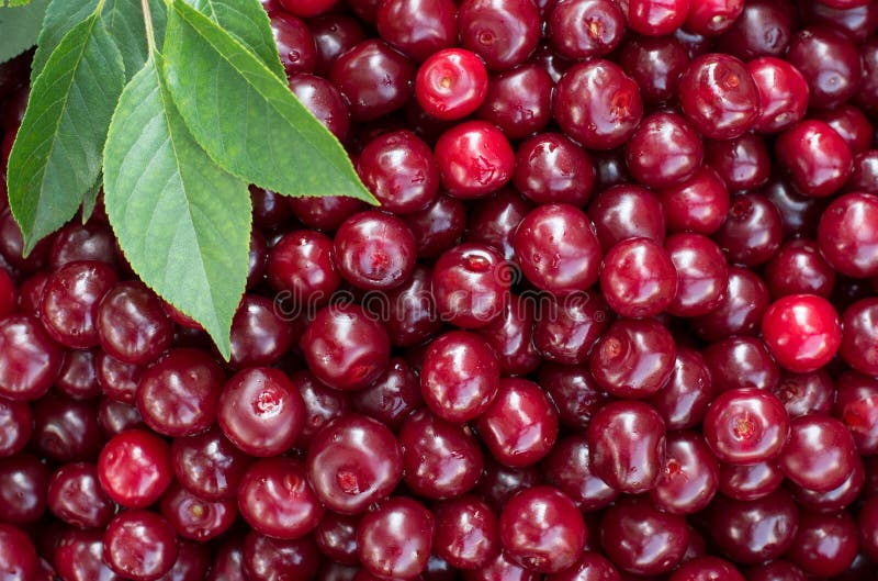 Guindas foto de archivo. Imagen de rojo, cereza, agrio - 60619478