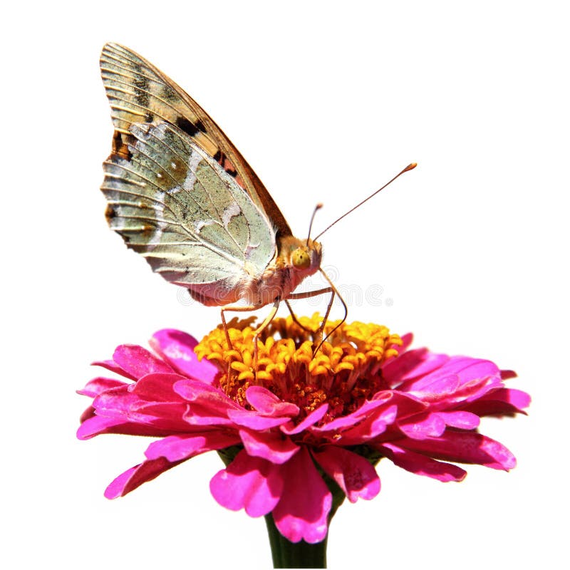 Le papillon suce le nectar photo stock. Image du zone - 39643714
