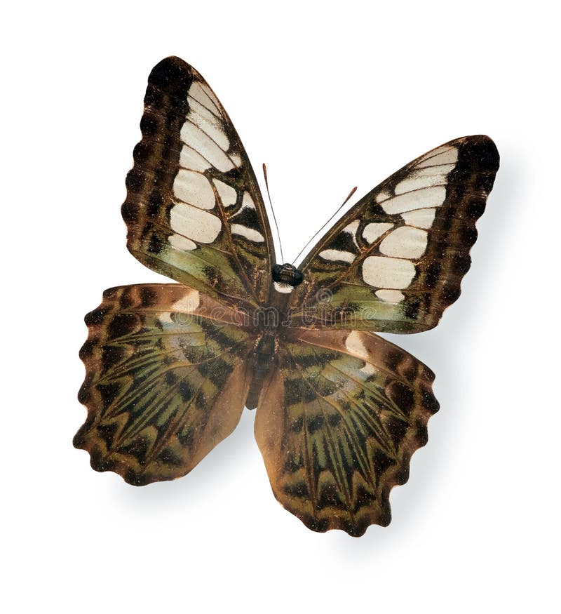 Papillon Beige Et Rouge D'isolement Sur Le Blanc Image stock - Image du ...