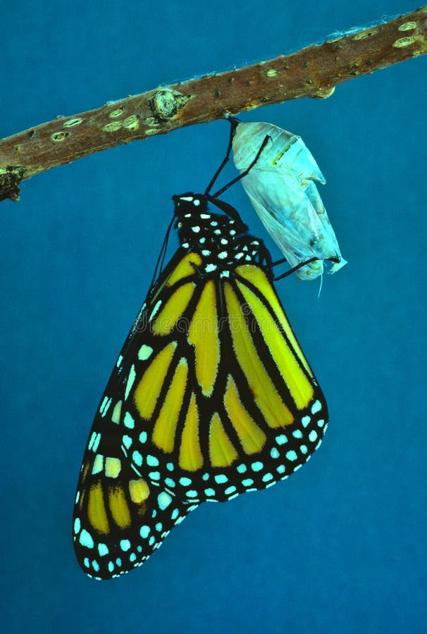 Guindineau De Monarque Apparaissant De La Chrysalide Photo stock ...