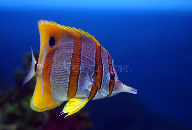 Guindineau-poissons De Sixspine Photo stock - Image du exotique, animal ...