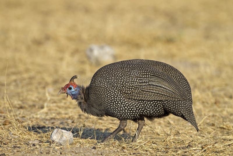 Guinea-aves Que Buscan Para El Alimento Imagen de archivo - Imagen de ...