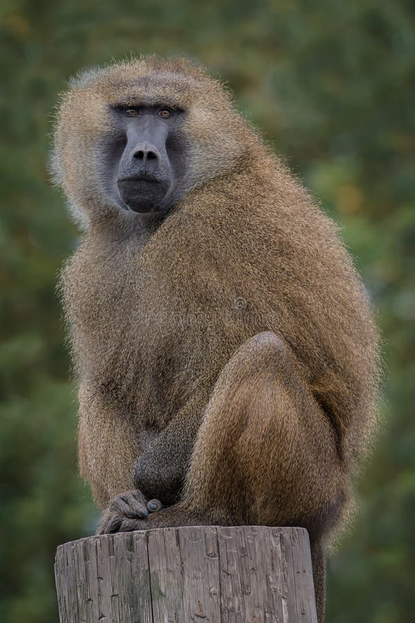 Guinea Babian & X28; Papiopapio& X29; Arkivfoto - Bild av däggdjur ...