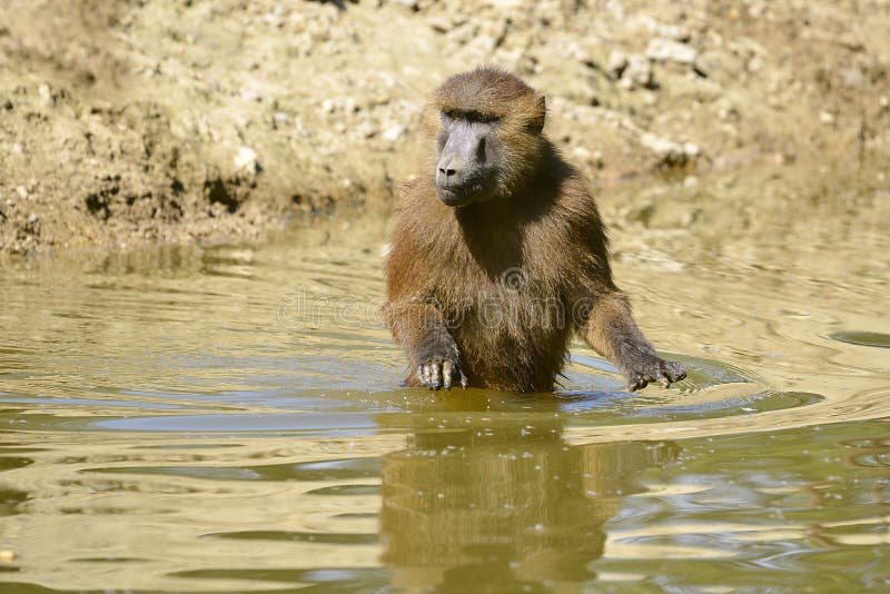Guinea babian i vatten arkivfoto. Bild av simning, vatten - 48070974