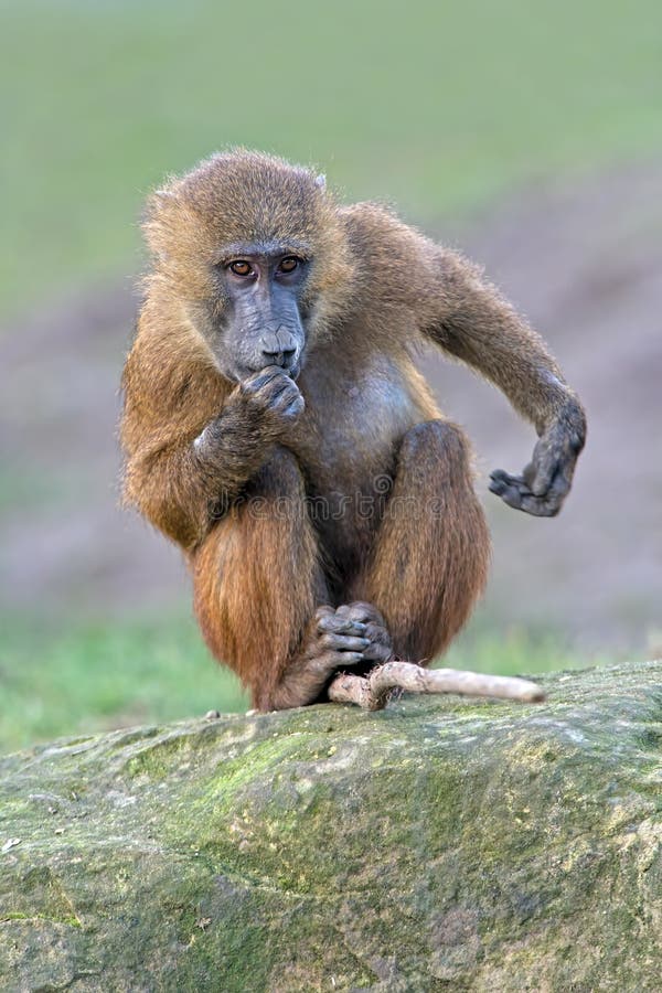 Guinea Baboon (papio Papio) Stock Image - Image of mammal, species ...