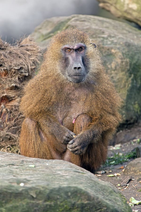 Guinea Baboon (papio Papio) Stock Image - Image of jungle, brown: 51423059
