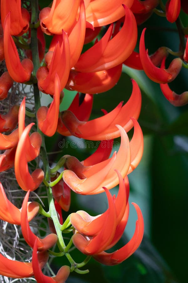 Guinea Creeper or Red Jade Vine Flower are Planted on Pergola Stock ...