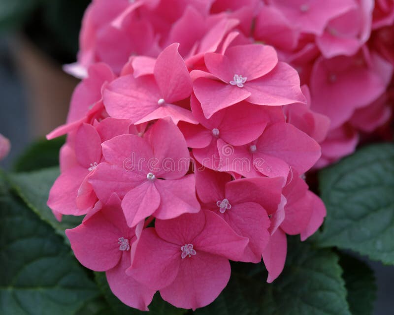 Guinea flower stock photo. Image of guinea, flowers, green - 92981542