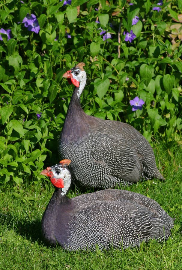 Guinea fowl stock photo. Image of birds, black, africa - 10487276