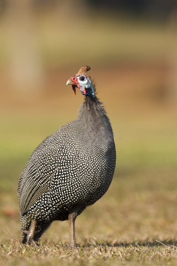 Guinea-fowl Perched on a Rock Stock Image - Image of beak, life: 19353447