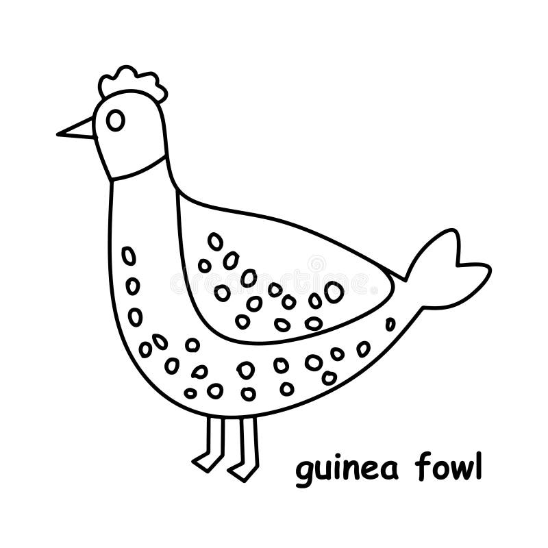 Guinea Fowl Children Book Illustration, Trace and Coloring Vector World ...
