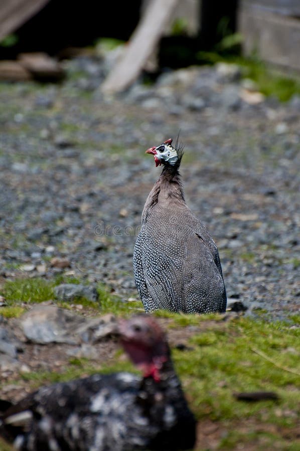 Guinea Fowl stock photo. Image of guinea, bird, food - 25567130