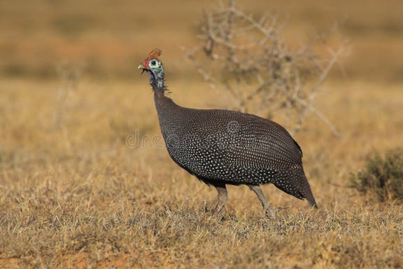Guinea Fowl stock photo. Image of wildlife, wing, africa - 915750