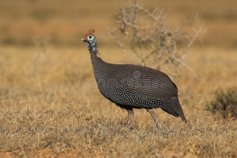 Guinea Fowl stock photo. Image of wildlife, wing, africa - 915750