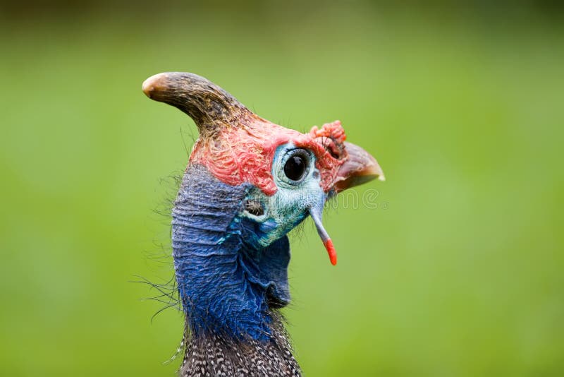 Exotic bird stock image. Image of feather, nature, face - 10819777