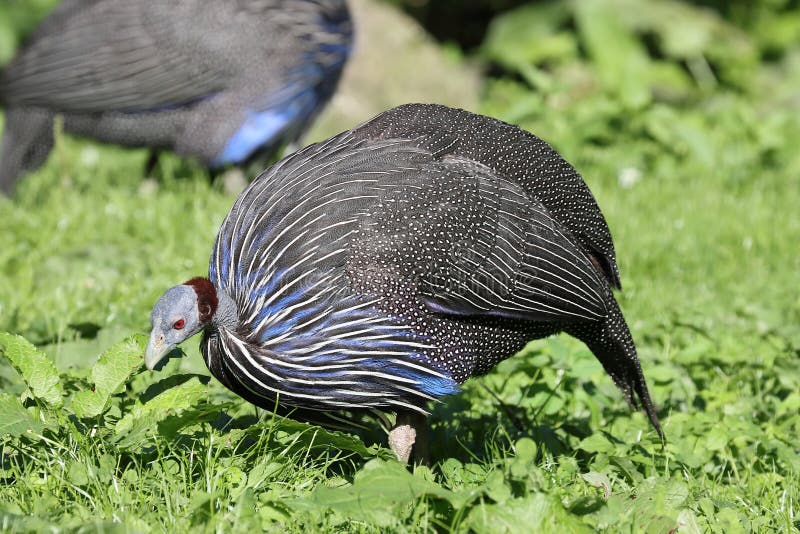 Guinea fowl bird farm stock photo. Image of white, kruger - 259721624
