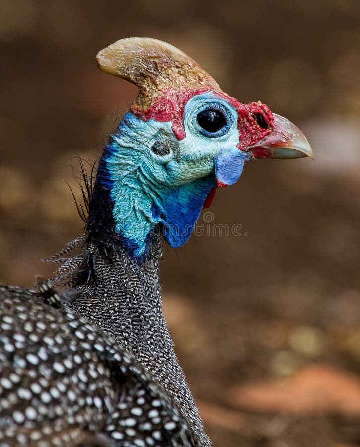 Guinea fowl stock image. Image of blue, africa, hunting - 66671461