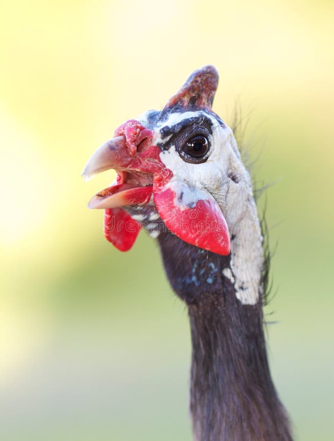 Guinea Fowl Closeup with Natural Background Stock Image - Image of ...