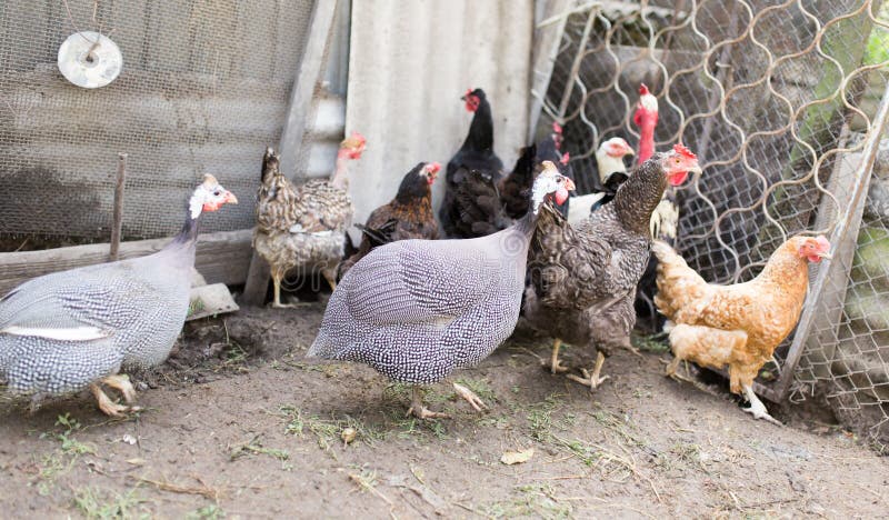 Guinea fowl on a farm stock photo. Image of helmeted - 111826208