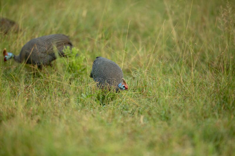 Guinea Fowl Foraging in Grass Stock Photo - Image of bird, grass: 145660538