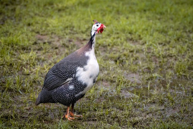Guinea Fowl on Grass. Grey and White Colored Guinea Fowl Stock Photo ...