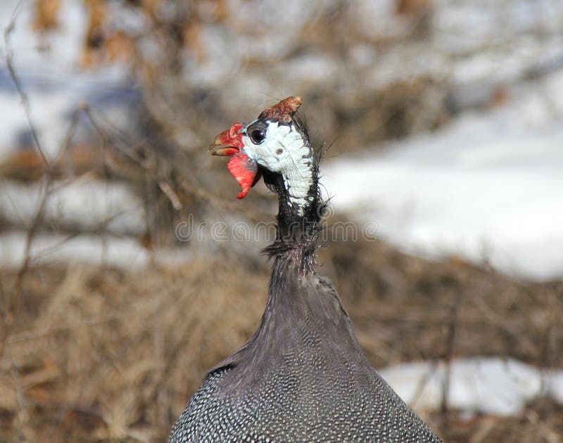 Guinea Fowl Head Profile stock photo. Image of bird, helmeted - 23450500