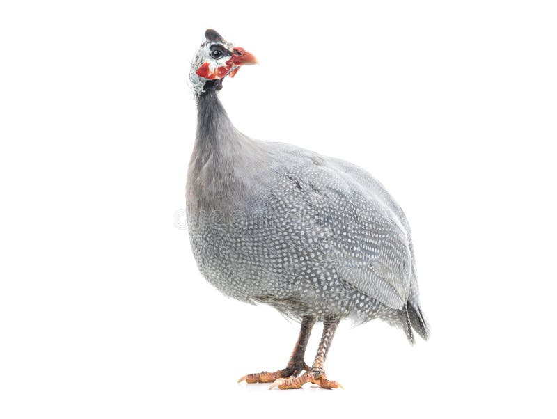 Feather Of Guinea Fowl, Isolated On White Background Stock Photo ...