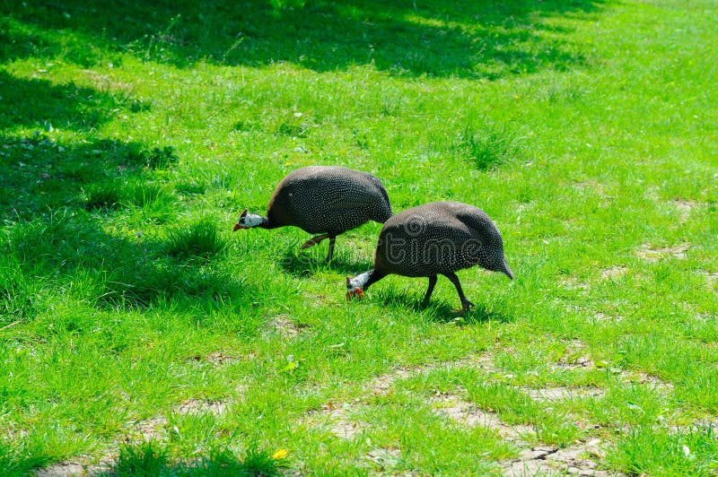 Guinea Fowls Walking on Green Grass Stock Image - Image of meadow ...