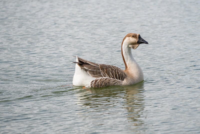 Guinea Goose on a Water Surface. Stock Photo - Image of house, birds ...