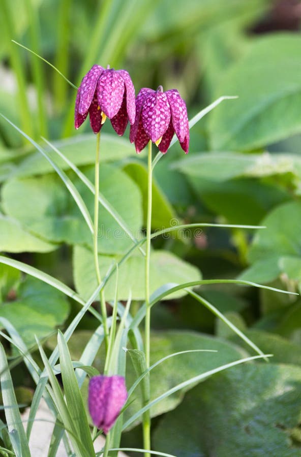 Guinea Hen flower stock photo. Image of blossom, nature - 47630716