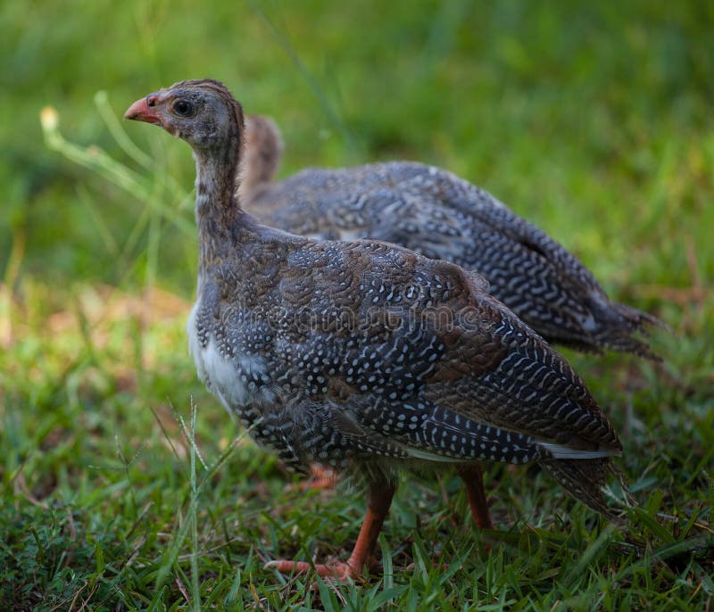 Guinea hen stock image. Image of white, wing, beak, eyes - 21200179