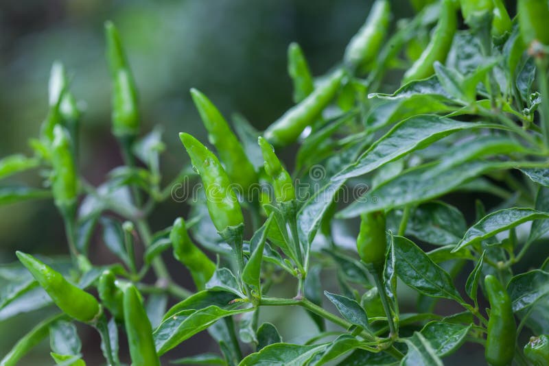 Guinea-pepper, Chilli, Spicy Stock Photo - Image of fresh, plant: 75028698