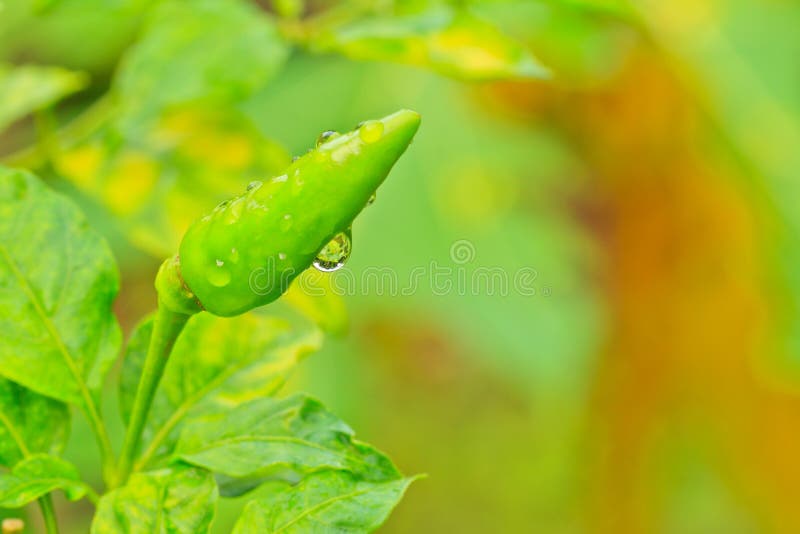 Guinea-pepper stock image. Image of green, nature, food - 42013085