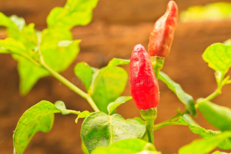 Guinea-pepper stock photo. Image of garden, food, ingredient - 42012704