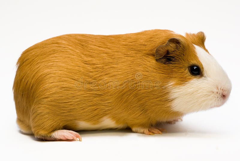 Side Profile of a Skinny Pig Stock Image - Image of white, guinea: 99171651