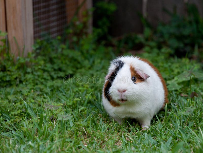 Grey and White Guinea Pig or Cavy Stock Image - Image of porcellus ...