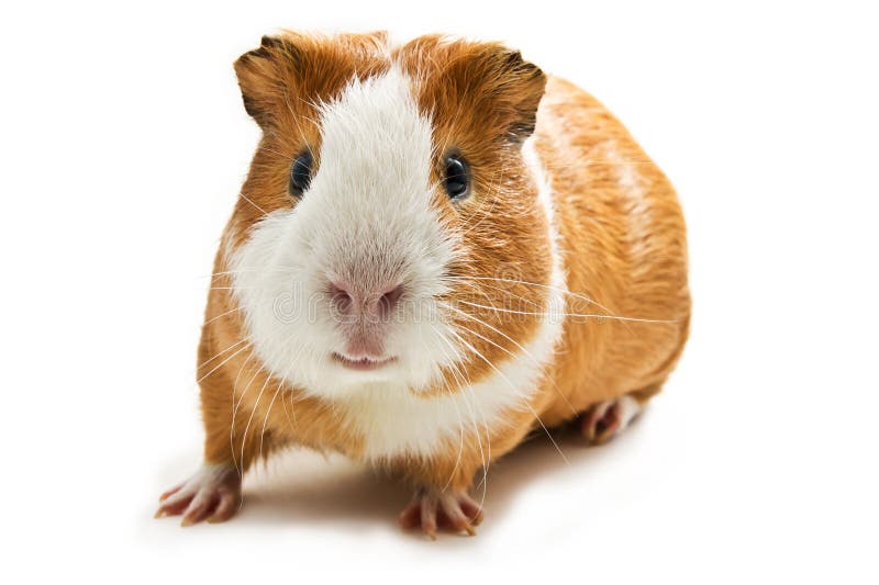 Red guinea pig stock photo. Image of cute, hairy, interest - 26655320