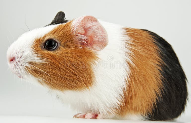 506 Breeder Pig Silhouette Stock Photos - Free & Royalty-Free Stock ...