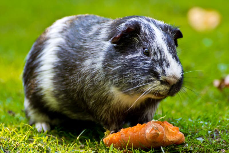 Grey and White Guinea Pig or Cavy Stock Image - Image of porcellus ...