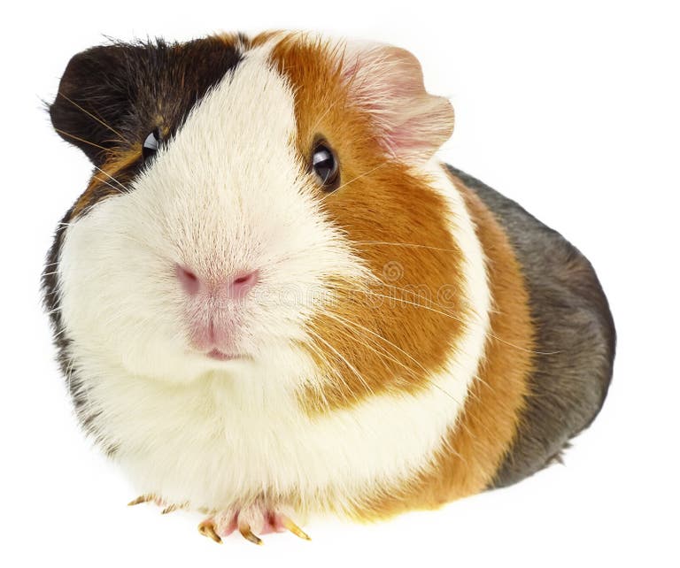 506 Breeder Pig Silhouette Stock Photos - Free & Royalty-Free Stock ...